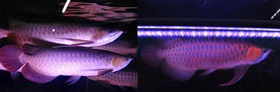 Fish tan – LIGHT TALK